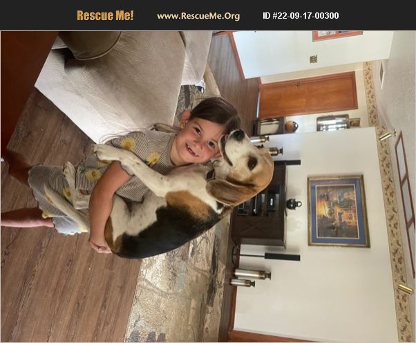 ADOPT 22091700300 ~ Beagle Rescue ~ Noble, OK