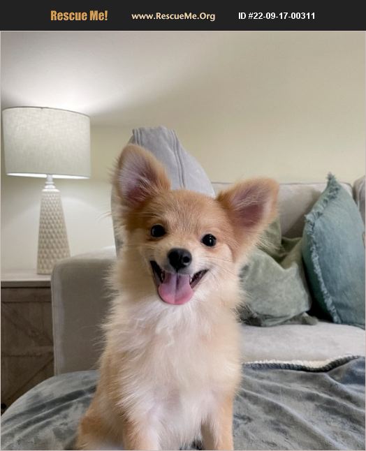 ADOPT 22091700311 ~ Pomeranian Rescue ~ Galveston, TX