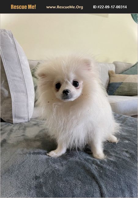ADOPT 22091700314 ~ Pomeranian Rescue ~ Galveston, TX