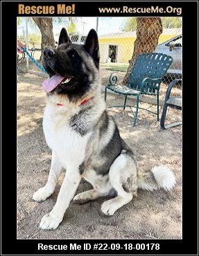- California Akita Rescue - ADOPTIONS - Rescue Me!