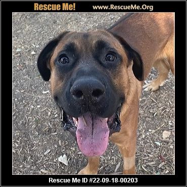 - California Mastiff Rescue - ADOPTIONS - Rescue Me!