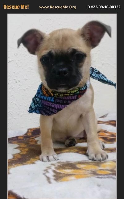 ADOPT 22091800322 ~ Pug Rescue ~ Phoenix, AZ
