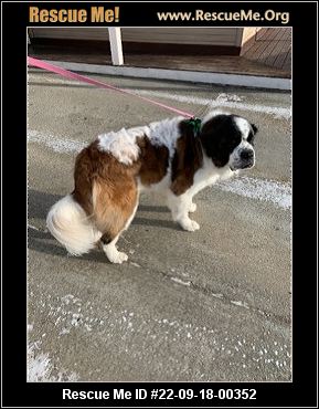 - Texas Saint Bernard Rescue - ADOPTIONS - Rescue Me!