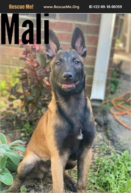 ADOPT 22091800359 ~ Belgian Malinois Rescue ~ Maiden, NC