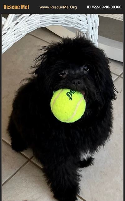 ADOPT 22091800368 ~ Poodle Rescue ~ Fort Myers Beach, FL