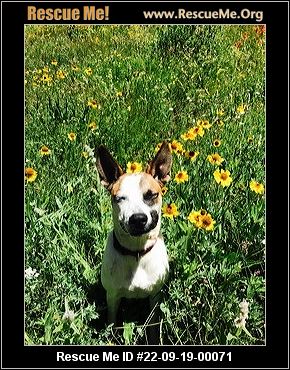 - North Carolina Australian Cattle Dog Rescue - ADOPTIONS - Rescue Me!