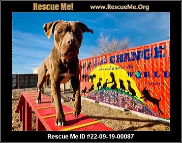 - Colorado Lab Rescue - ADOPTIONS - Rescue Me!
