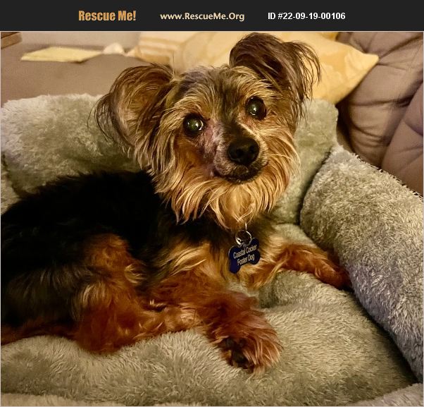 ADOPT 22091900106 ~ Yorkie Rescue ~ Cape Coral, FL