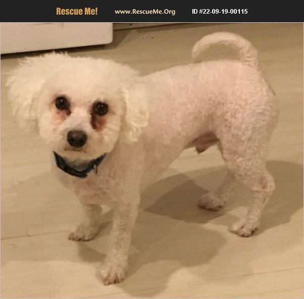ADOPT 22091900115 ~ Bichon Frise Rescue ~ Milford, MA