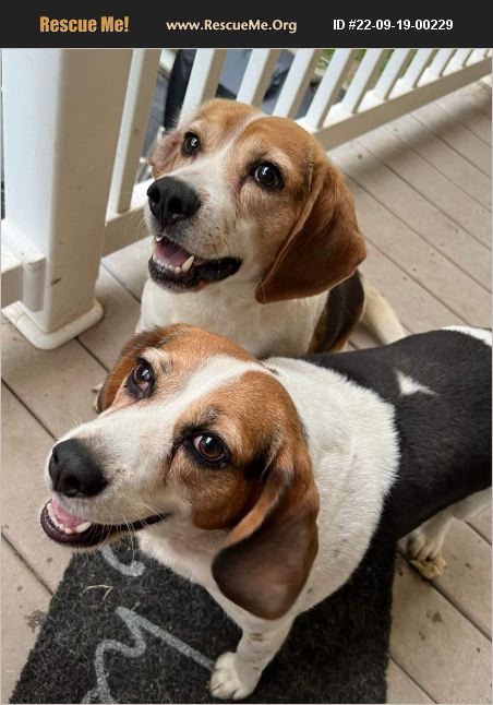 ADOPT 22091900229 ~ Beagle Rescue ~ Hawley, PA