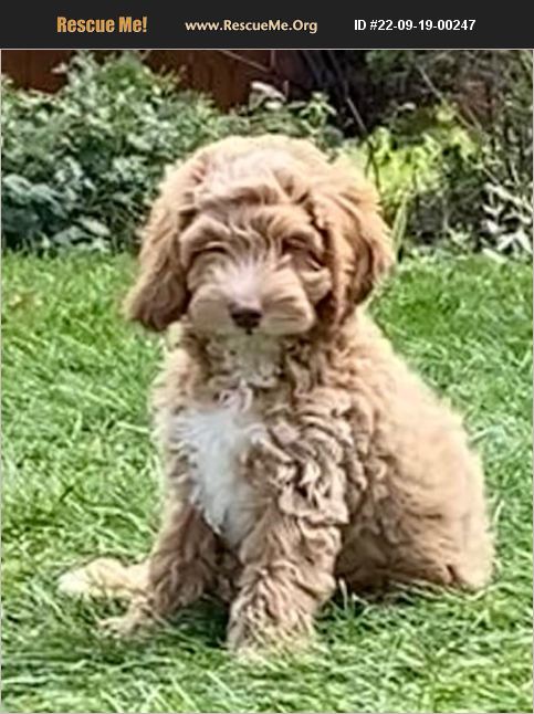 ADOPT 22091900247 ~ Cockapoo Rescue ~ Parker, CO