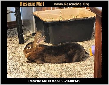 - Missouri Rabbit Rescue - ADOPTIONS - Rescue Me!