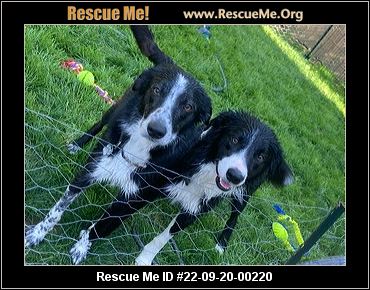 - Ohio Border Collie Rescue - ADOPTIONS - Rescue Me!