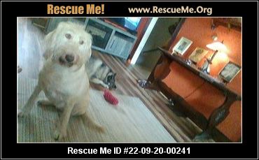 - Ohio Golden Retriever Rescue - ADOPTIONS - Rescue Me!