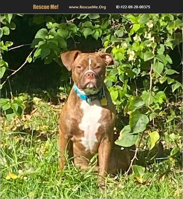 ADOPT 22092000375 ~ Boxer Rescue ~ MIAMI, FL