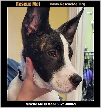 - North Carolina Lab Rescue - ADOPTIONS - Rescue Me!