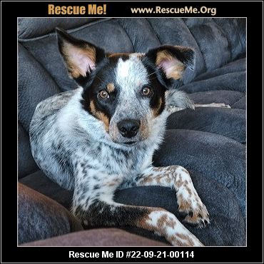 - Nebraska Dog Rescue - ADOPTIONS - Rescue Me!