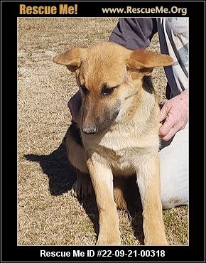 - Pennsylvania German Shepherd Rescue - ADOPTIONS - Rescue Me!