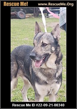 - Pennsylvania German Shepherd Rescue - ADOPTIONS - Rescue Me!