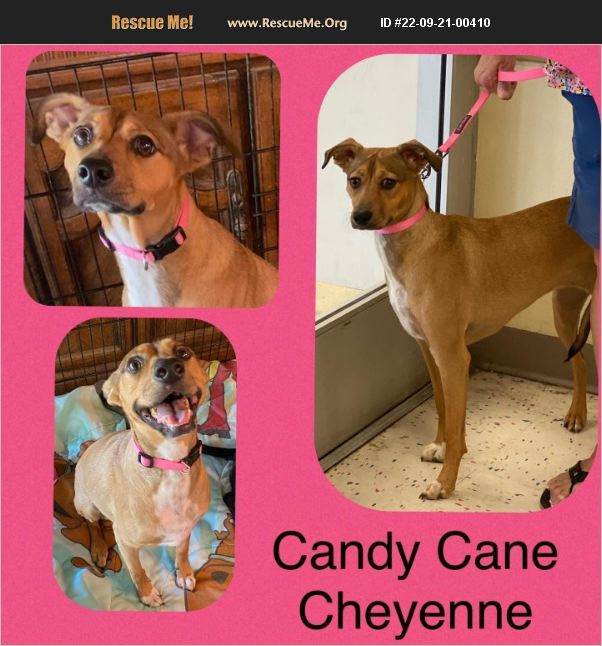 ADOPT 22092100410 ~ Australian Cattle Dog Rescue ~ Scottsdale, AZ