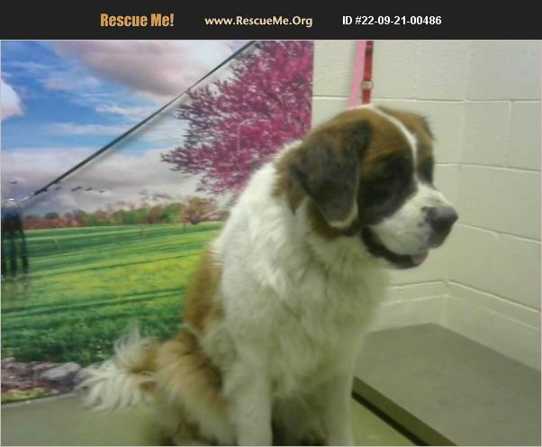 ADOPT 22092100486 ~ Saint Bernard Rescue ~ Moreno Valley, CA