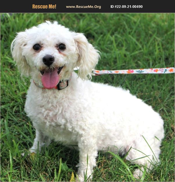 ADOPT 22092100490 ~ Bichon Frise Rescue ~ Lisbon, IA