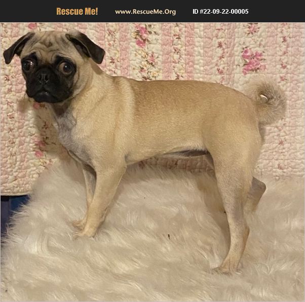 ADOPT 22092200005 ~ Pug Rescue ~ Madison, KS