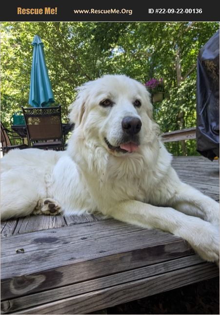 ADOPT 22092200136 ~ Great Pyrenees Rescue ~ Southbury, CT