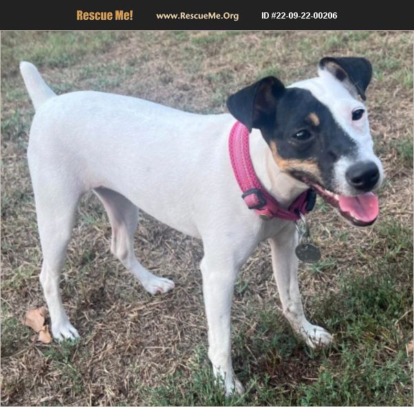 ADOPT 22092200206 ~ Jack Russell Rescue ~ Bexar County, TX