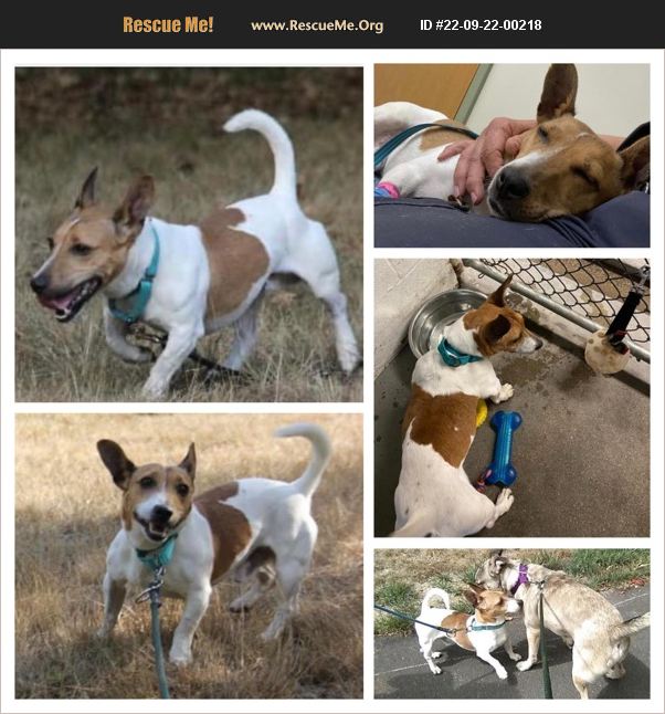 ADOPT 22092200218 ~ Jack Russell Rescue ~ Massachusetts