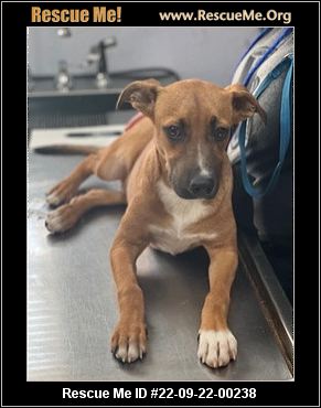 - South Carolina Dog Rescue - ADOPTIONS - Rescue Me!