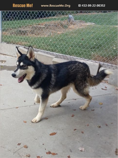 ADOPT 22092200352 ~ Siberian Husky Rescue ~ Gallipolis, OH