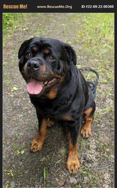ADOPT 22092200360 ~ Rottweiler Rescue ~ Redmond, WA