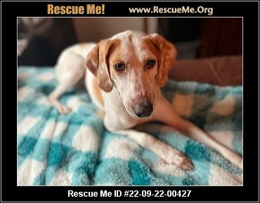 - Virginia Black and Tan Coonhound Rescue - ADOPTIONS - Rescue Me!