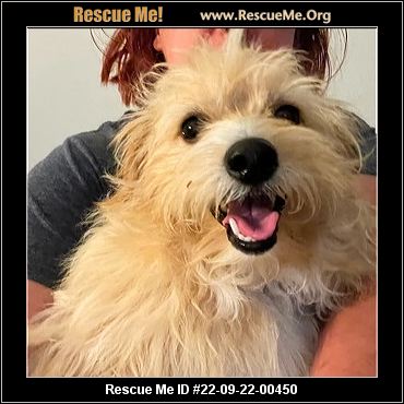 - Virginia Poodle Rescue - ADOPTIONS - Rescue Me!