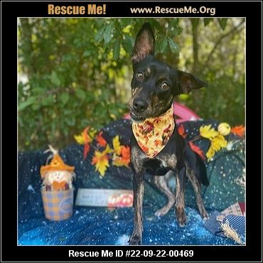 - Florida German Pinscher Rescue - ADOPTIONS - Rescue Me!
