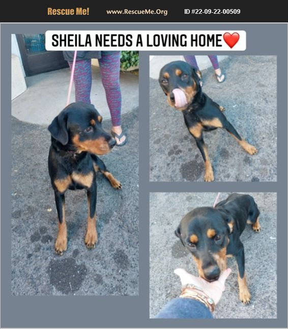 ADOPT 22092200509 ~ Rottweiler Rescue ~ Modesto, CA