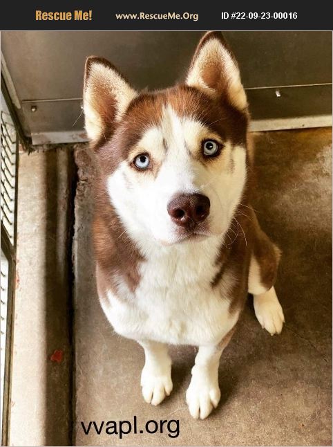 ADOPT 22092300016 ~ Siberian Husky Rescue ~ Bend, OR