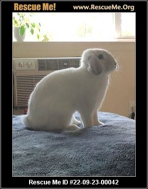 - New Jersey Rabbit Rescue - ADOPTIONS - Rescue Me!