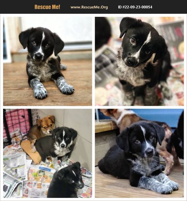 ADOPT 22092300054 ~ Border Collie Rescue ~ Chicago, IL