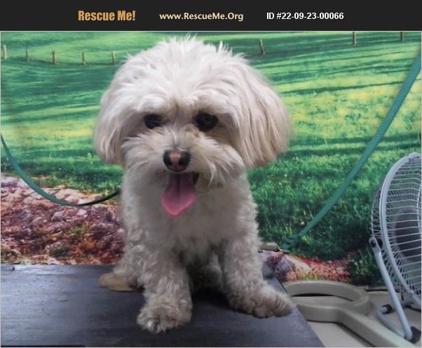 ADOPT 22092300066 ~ Maltese Rescue ~ Moreno Valley, CA