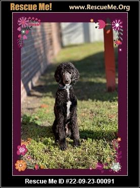 - Florida Poodle Rescue - ADOPTIONS - Rescue Me!