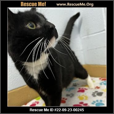 Ohio Cat Rescue Adoptions Rescue Me