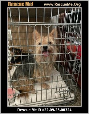 - California Yorkie Rescue - ADOPTIONS - Rescue Me!