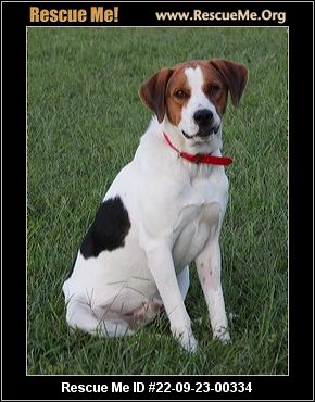 - Tennessee Treeing Walker Coonhound Rescue - ADOPTIONS - Rescue Me!