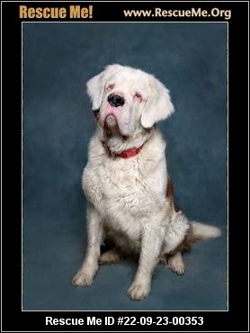 - California Saint Bernard Rescue - ADOPTIONS - Rescue Me!