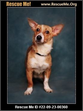 - California Corgi Rescue - ADOPTIONS - Rescue Me!