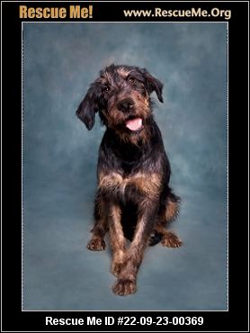 - California Airedale Rescue - ADOPTIONS - Rescue Me!