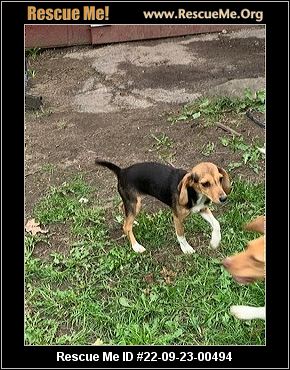 - New York Dog Rescue - ADOPTIONS - Rescue Me!