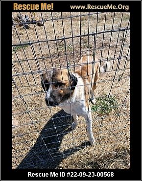 - Oregon Dog Rescue - ADOPTIONS - Rescue Me!